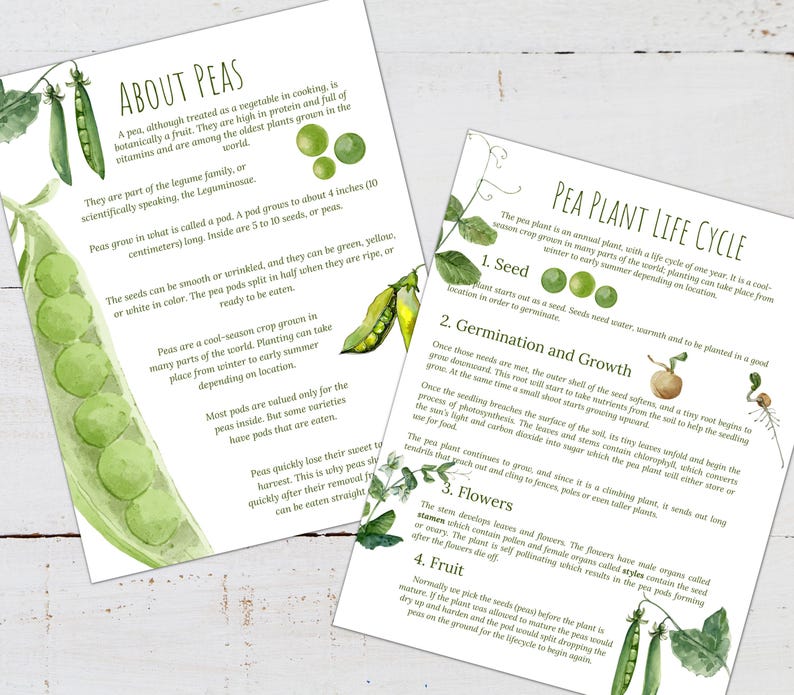 Pea Plant Unit Study: Life Cycle, Anatomy, Homeschool (instant Download ...