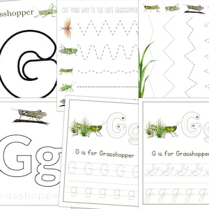 Grasshopper Unit Study: Life Cycle, Anatomy, Homeschool Printable ...