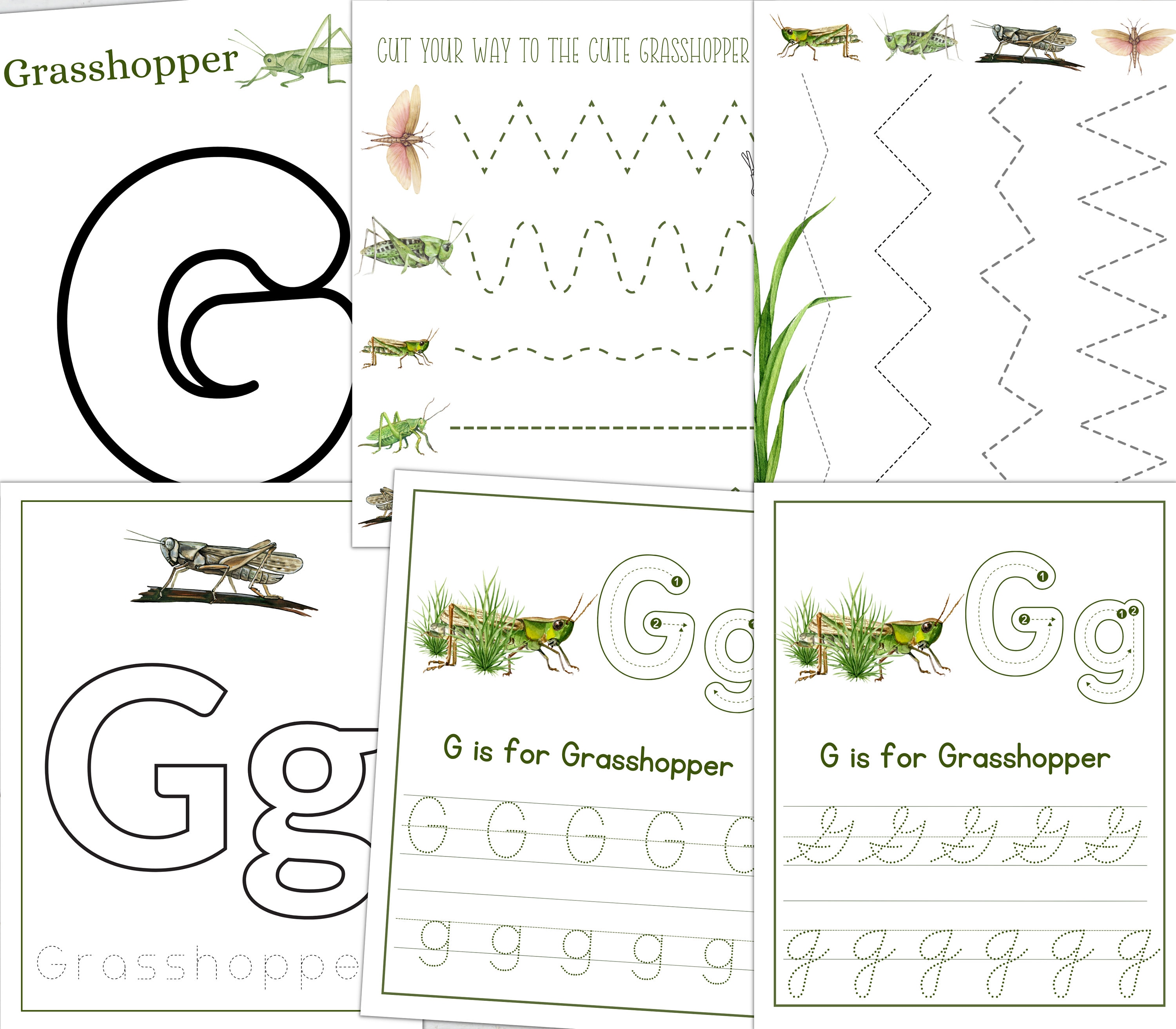 Grasshopper Unit Study: Life Cycle, Anatomy, Homeschool Printable ...