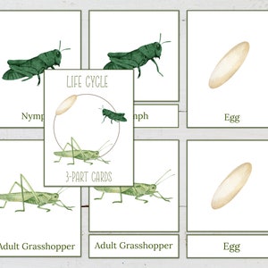 GRASSHOPPER Life Cycle, Nature Study, Homeschool Printable, Instant ...
