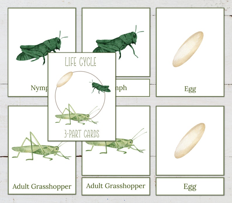 GRASSHOPPER Life Cycle Nature Study Homeschool Printable - Etsy