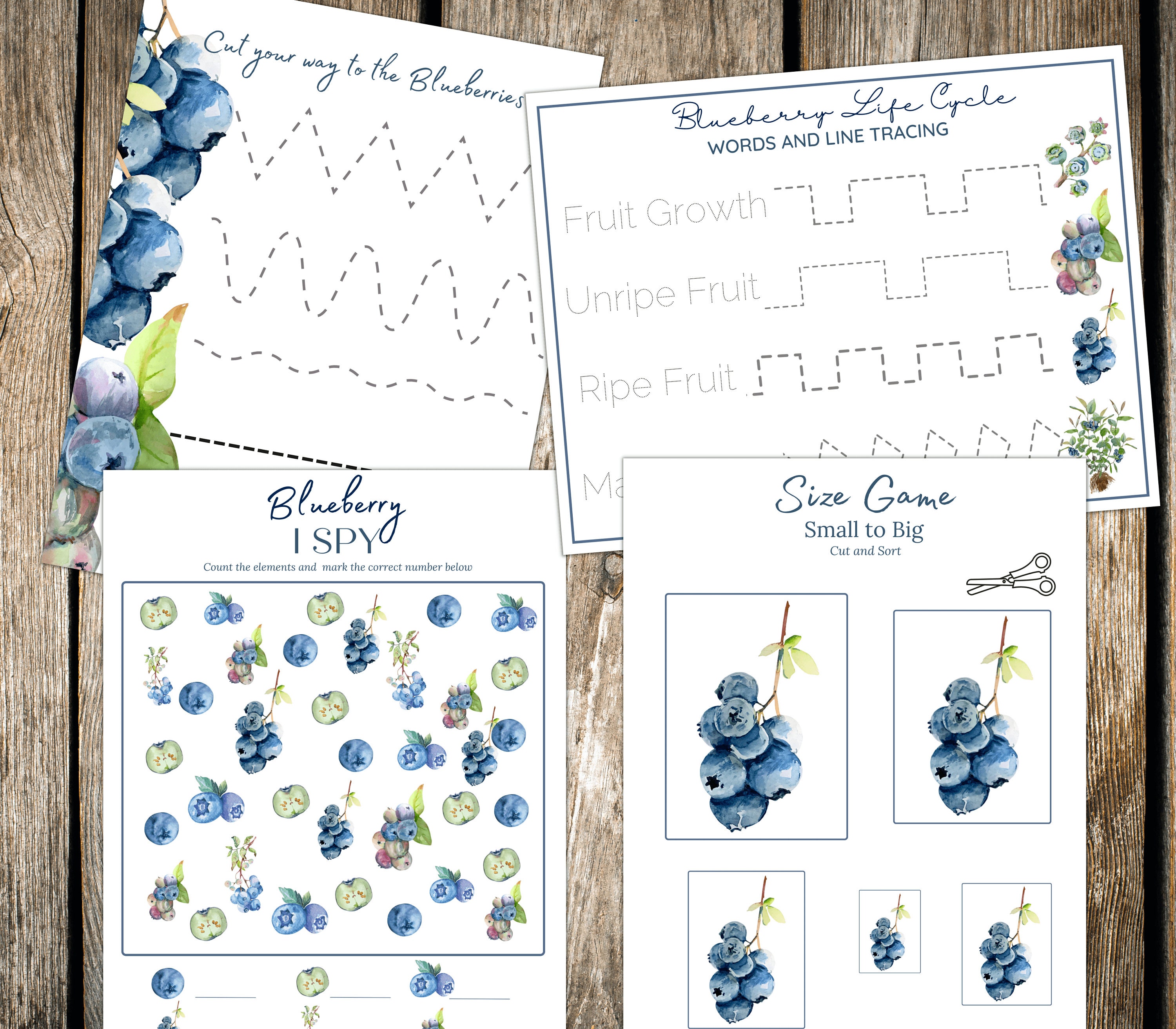 BLUEBERRY Unit Study Life Cycle Anatomy Nature Study - Etsy India