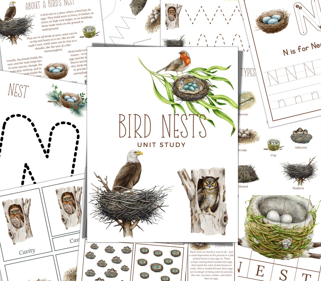 BIRD NESTS Unit Study, Nature Study, Science, Handwriting, Homeschool ...