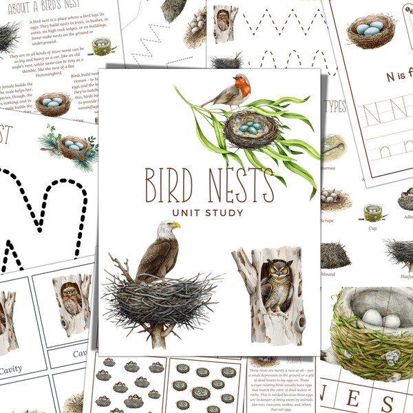 Bird Study - Etsy