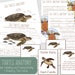 Sea Turtle Anatomy Poster: Homeschool Activity (instant Download) - Etsy