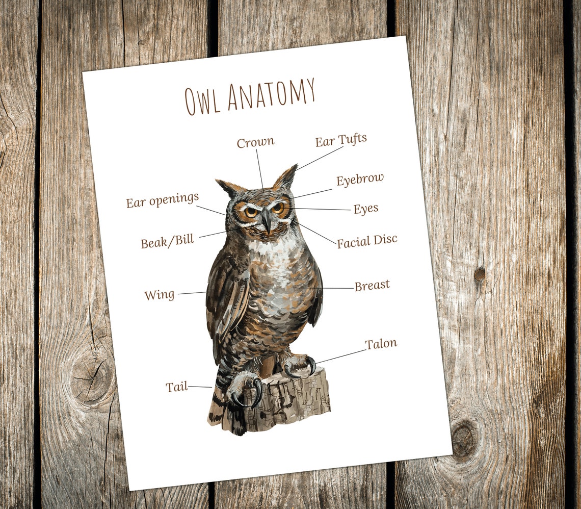 OWL Anatomy Poster and Labeling Activity Homeschool Instant - Etsy