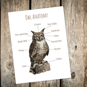 OWL Anatomy, Poster and Labeling Activity, Homeschool, Instant DOWNLOAD ...