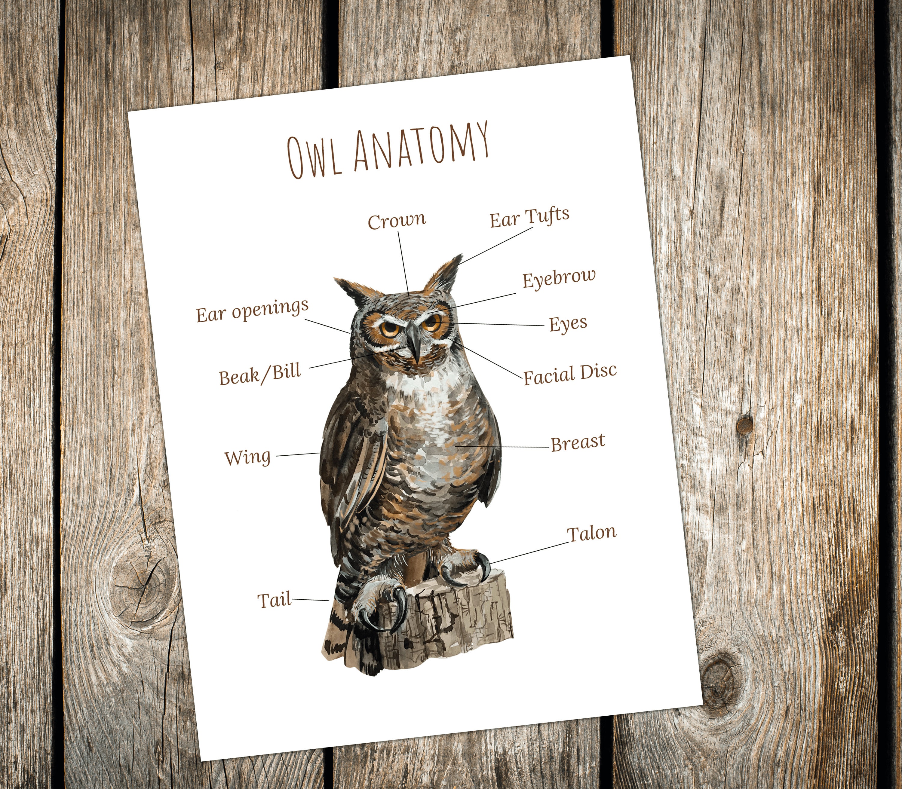 OWL Anatomy Poster and Labeling Activity Homeschool Instant - Etsy