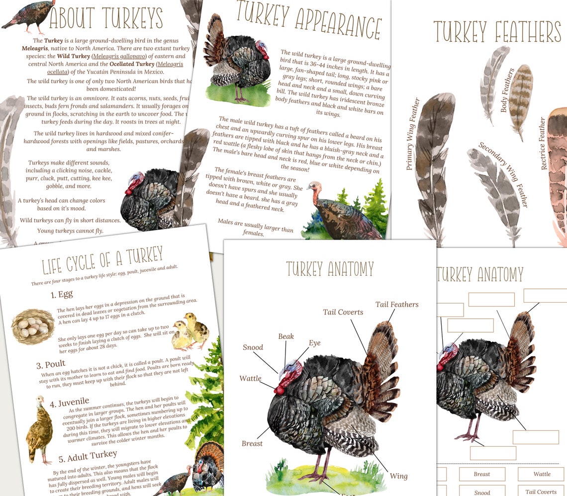 TURKEY Unit Study Life Cycle Anatomy Montessori 3 Part - Etsy