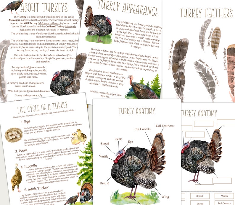 TURKEY Unit Study Life Cycle Anatomy Montessori 3 Part - Etsy