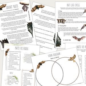 BATS Unit Study Life Cycle Anatomy Nature Study Science - Etsy