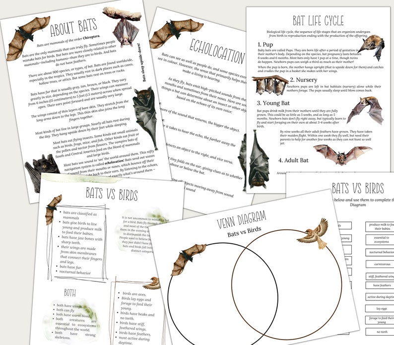 BATS Unit Study Life Cycle Anatomy Nature Study Science - Etsy