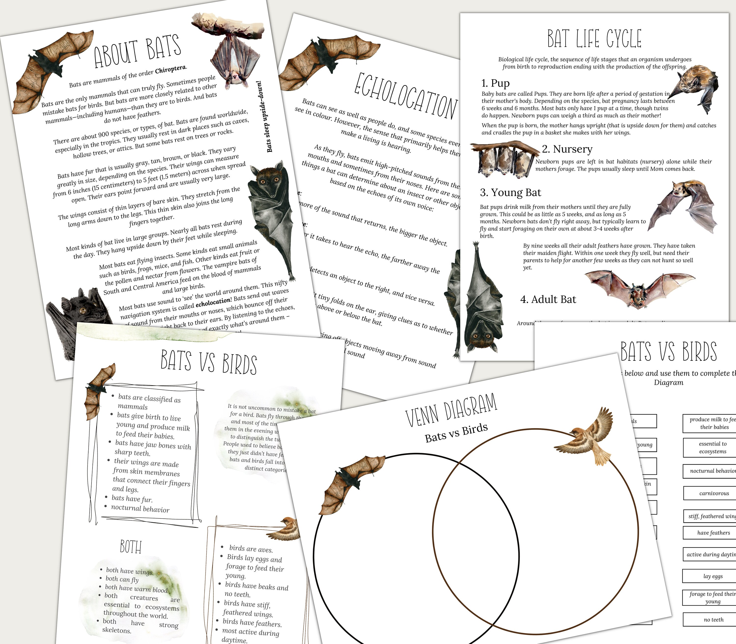 BATS Unit Study Life Cycle Anatomy Nature Study Science - Etsy
