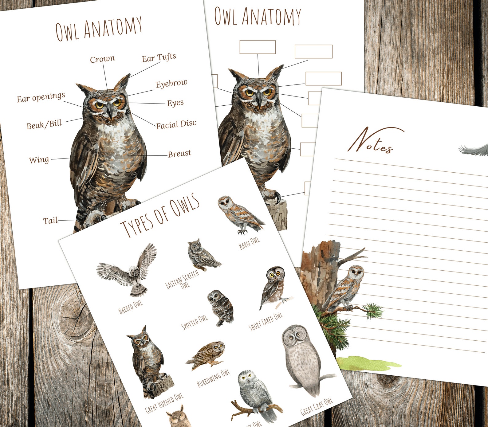 OWLS Unit Study Life Cycle Anatomy Nature Study Science - Etsy