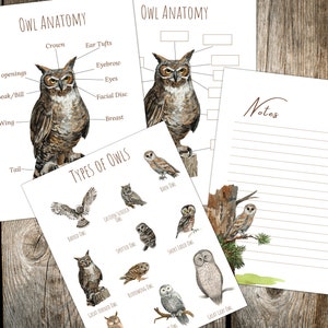 OWLS Unit Study Life Cycle Anatomy Nature Study Science - Etsy