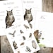 OWLS Unit Study, Life Cycle, Anatomy, Nature Study, Science ...
