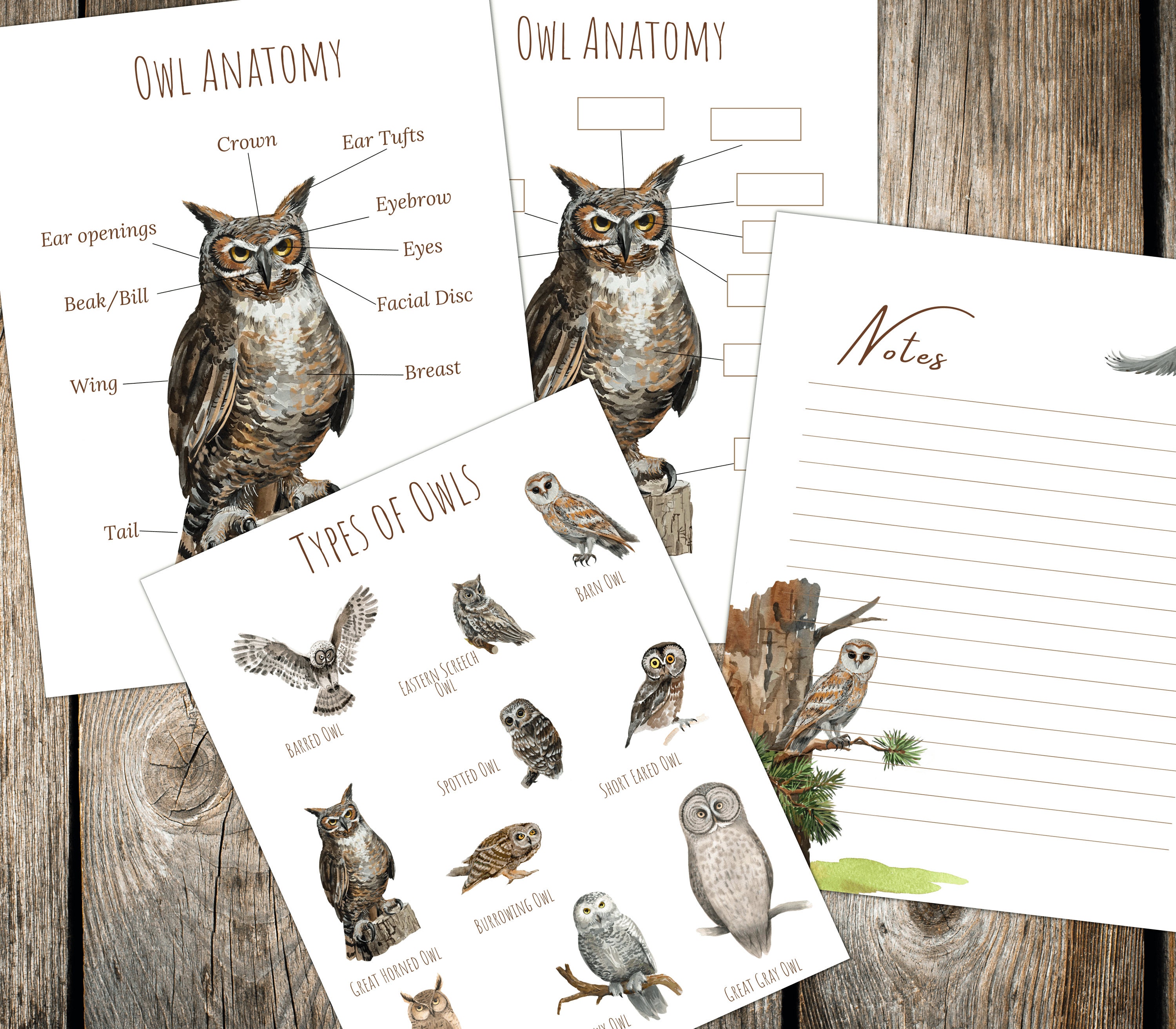 OWLS Unit Study Life Cycle Anatomy Nature Study Science - Etsy Canada