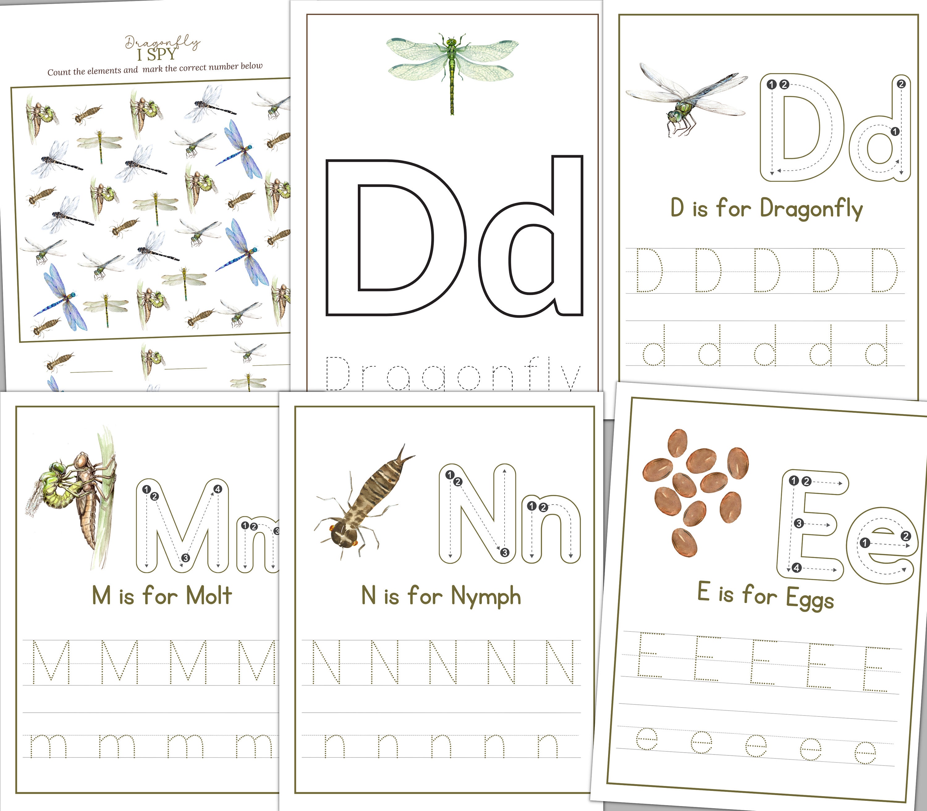 Dragonfly Unit Study: Life Cycle, Anatomy, Homeschool Printable ...