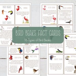 BIRD BEAKS Poster, Fact Cards and 3-part Cards, Homeschool, INSTANT ...