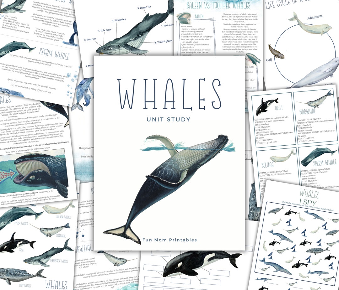 Whales Unit Study: Anatomy, Life Cycle, Homeschool Printable (instant ...