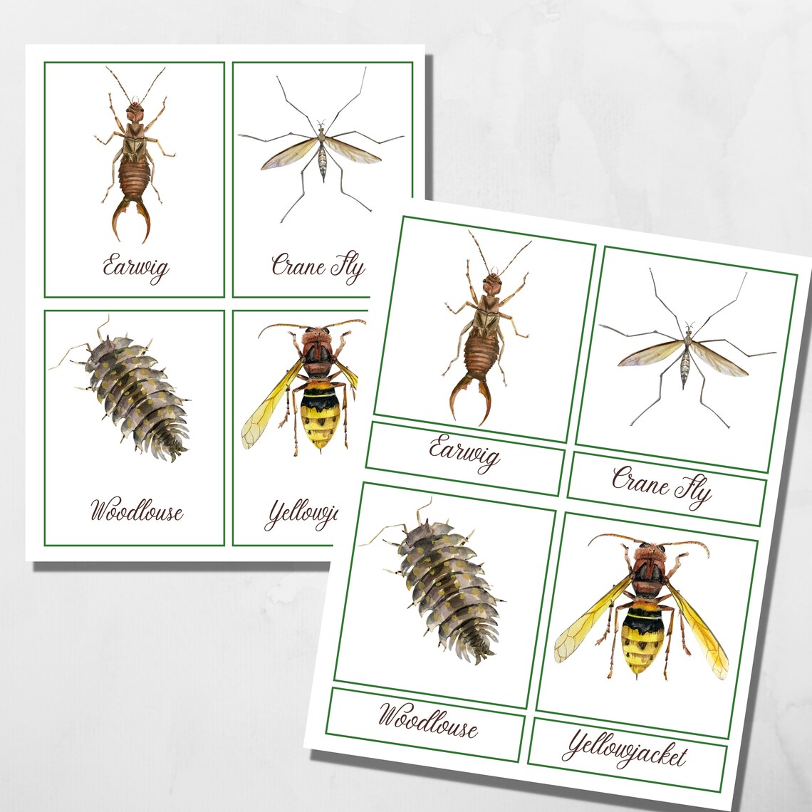 Minibeast 3 Part Cards and Miniposter Bugs Insects Nature - Etsy