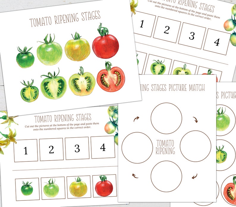 TOMATO Unit Study, Life Cycle, Anatomy, Nature Study, Science ...