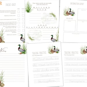 MALLARD DUCK Unit Study, Life Cycle, Anatomy, Nature Study, Science ...