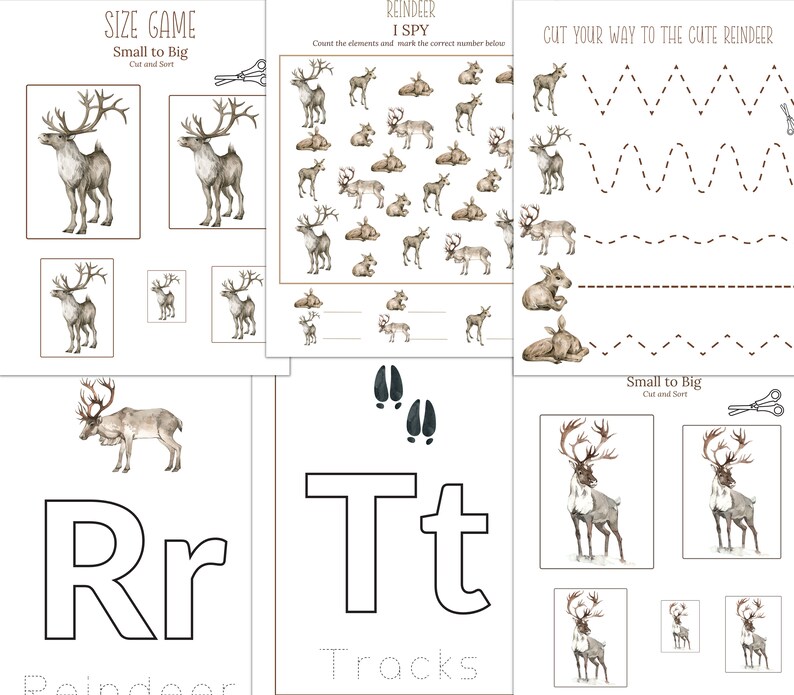 Reindeer Unit Study: Homeschool Science, Anatomy, Life Cycle (instant ...
