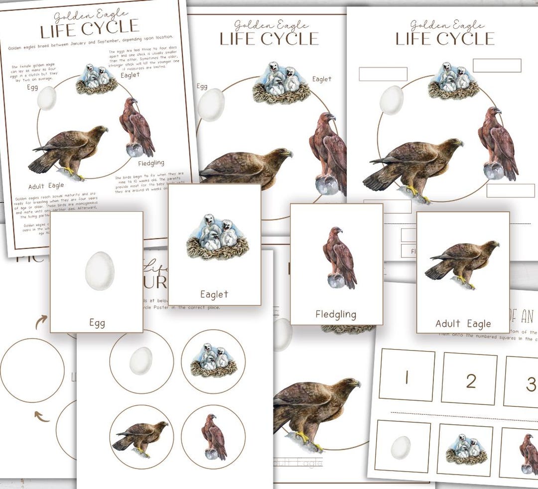 GOLDEN EAGLE Life Cycle, Nature Study, Homeschool Printable, Instant ...
