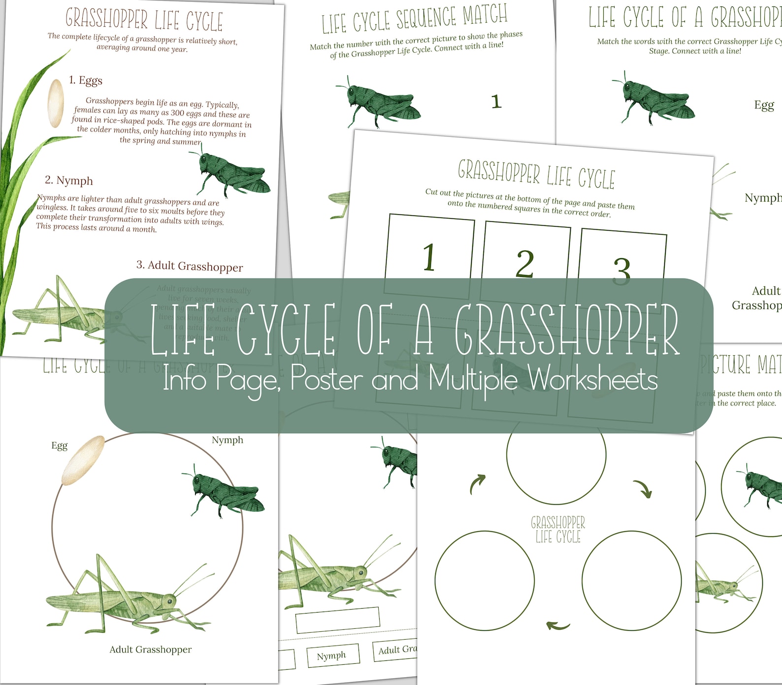 GRASSHOPPER Life Cycle Nature Study Homeschool Printable - Etsy
