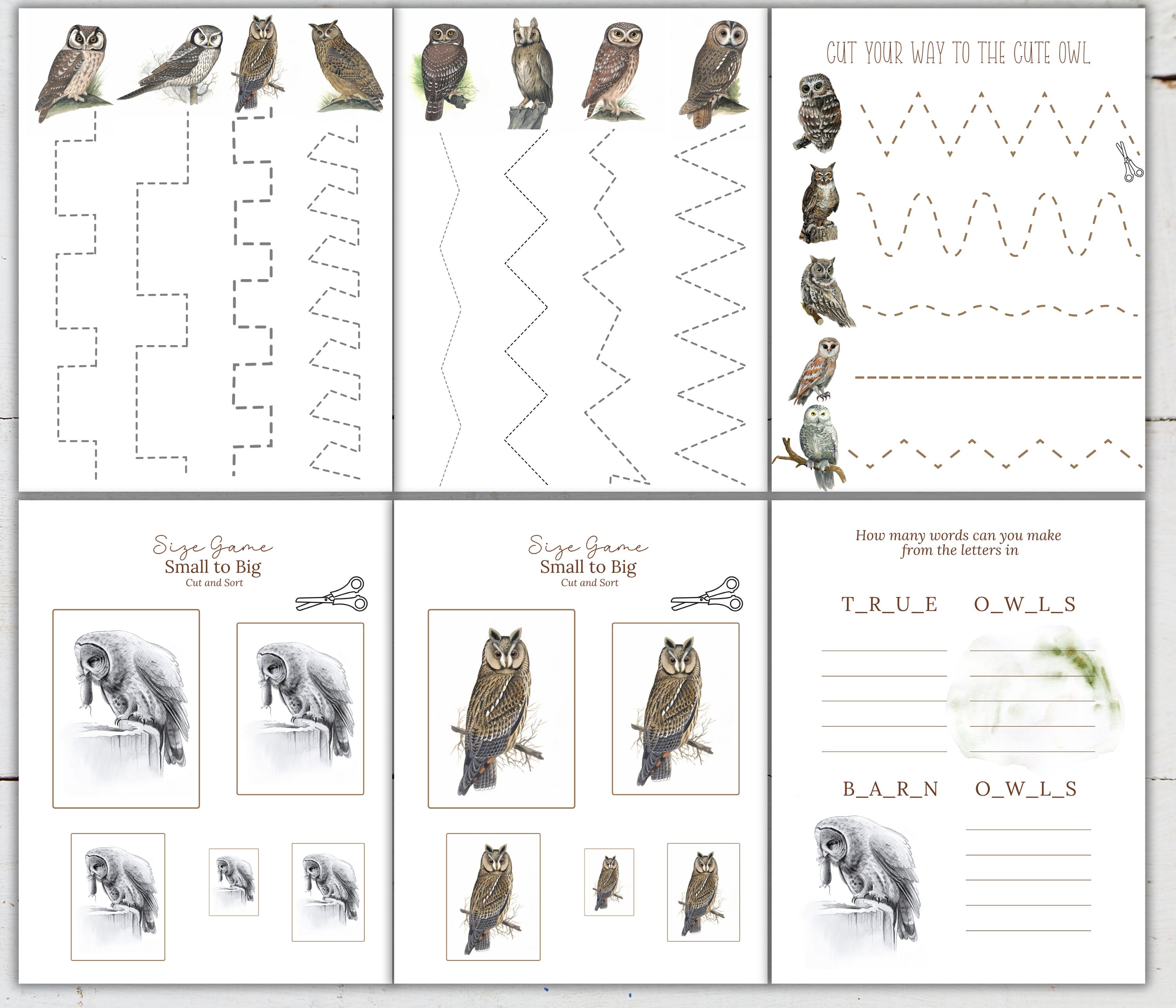 Owls Unit Study: Life Cycle, Anatomy, Homeschool Printable (INSTANT ...