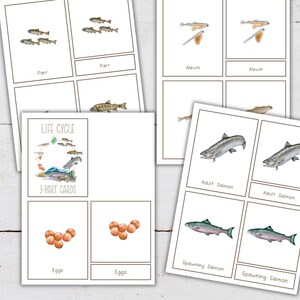 Salmon Life Cycle Unit Study: Homeschool Science Printable (INSTANT ...