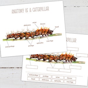 CATERPILLAR Anatomy, Poster + Labeling and Tracing Activities ...