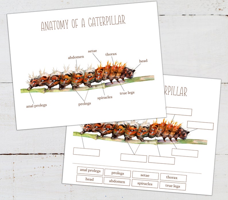 CATERPILLAR Anatomy Poster Labeling and Tracing Activities - Etsy