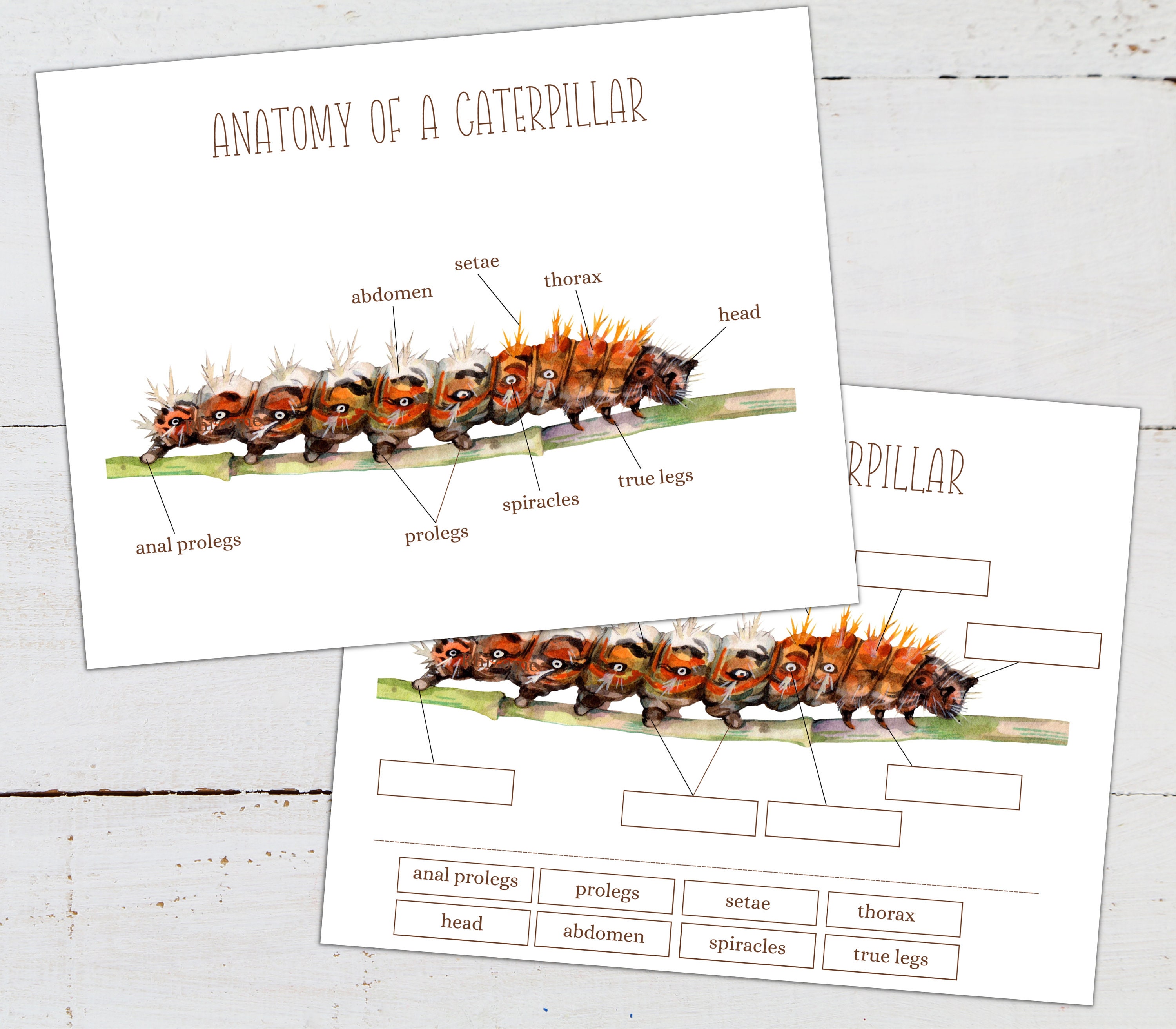 CATERPILLAR Anatomy Poster Labeling and Tracing Activities - Etsy