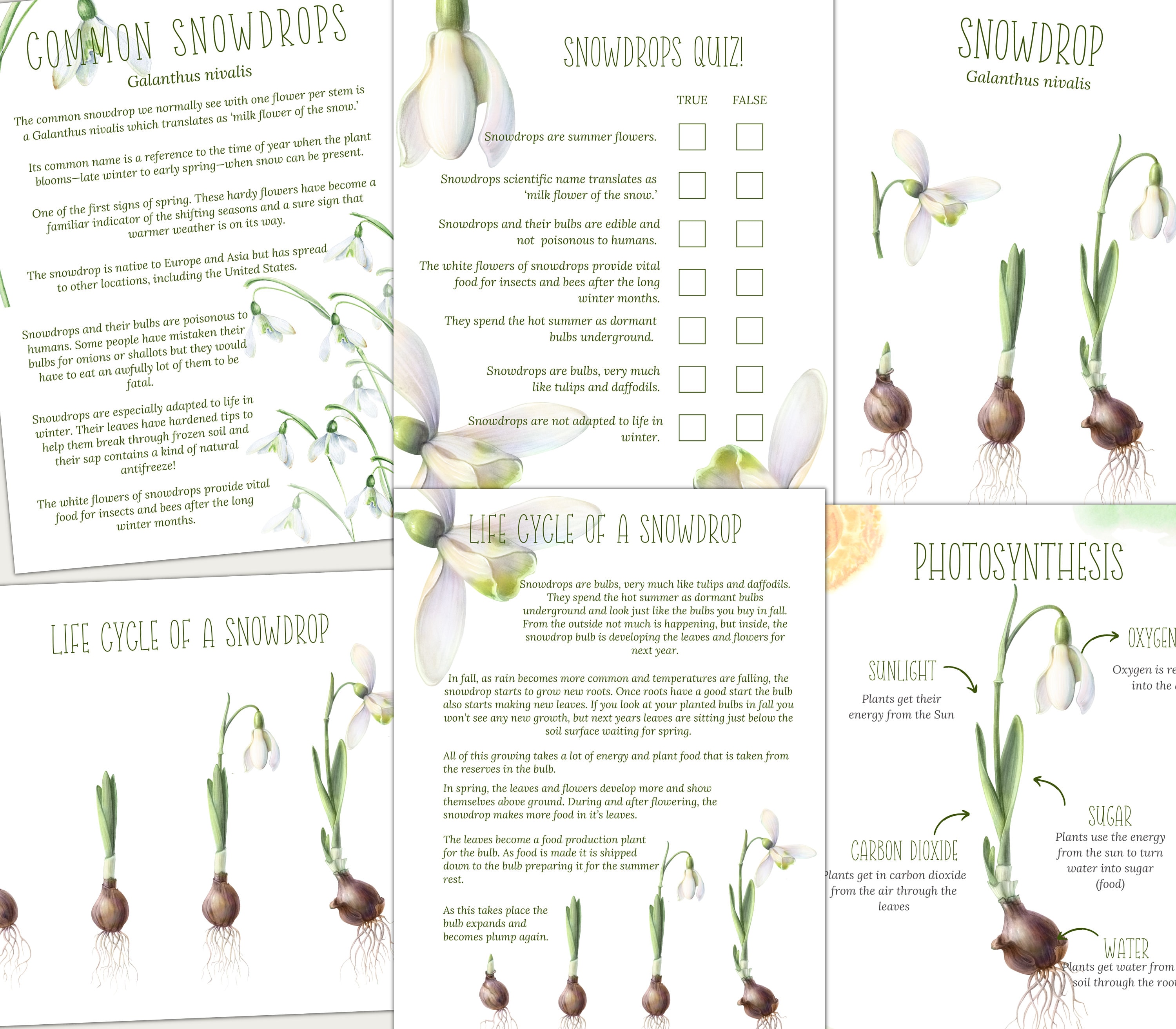 SNOWDROP Unit Study Life Cycle Anatomy Nature Study - Etsy UK