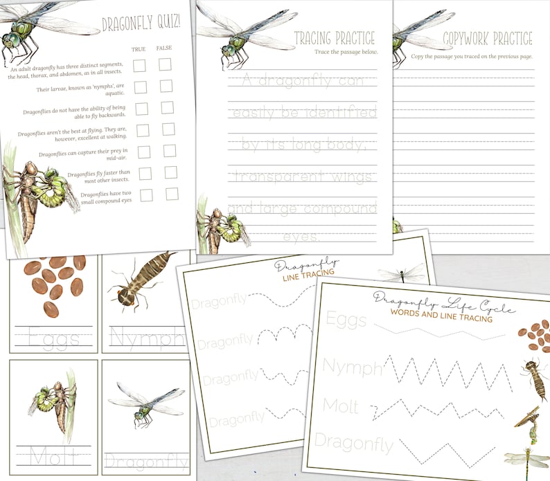 Dragonfly Unit Study: Life Cycle, Anatomy, Homeschool Printable ...