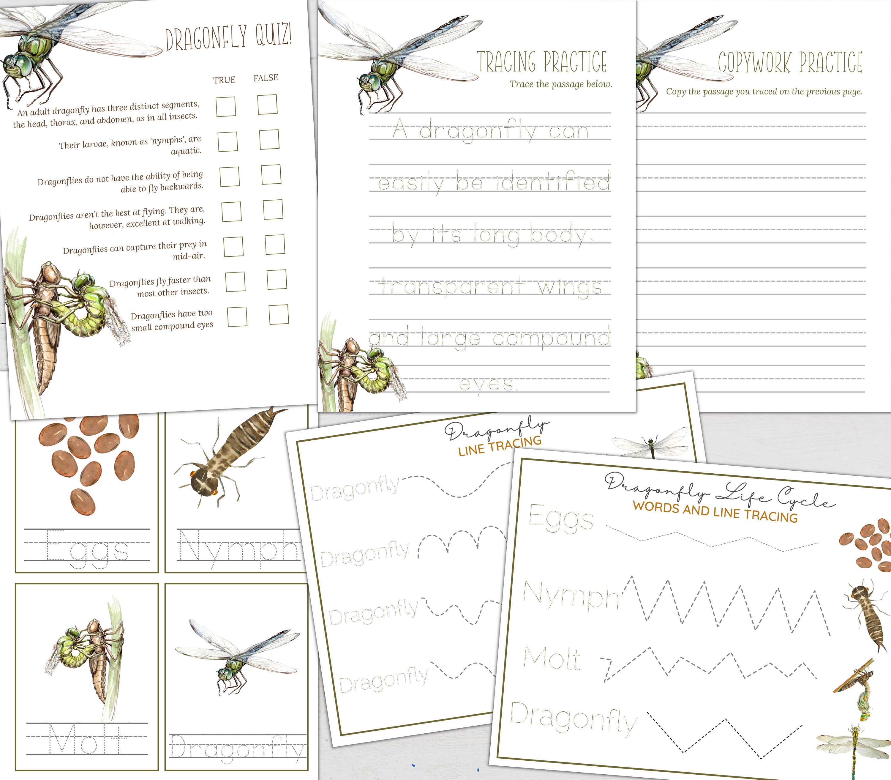 Dragonfly Unit Study: Life Cycle, Anatomy, Homeschool Printable ...