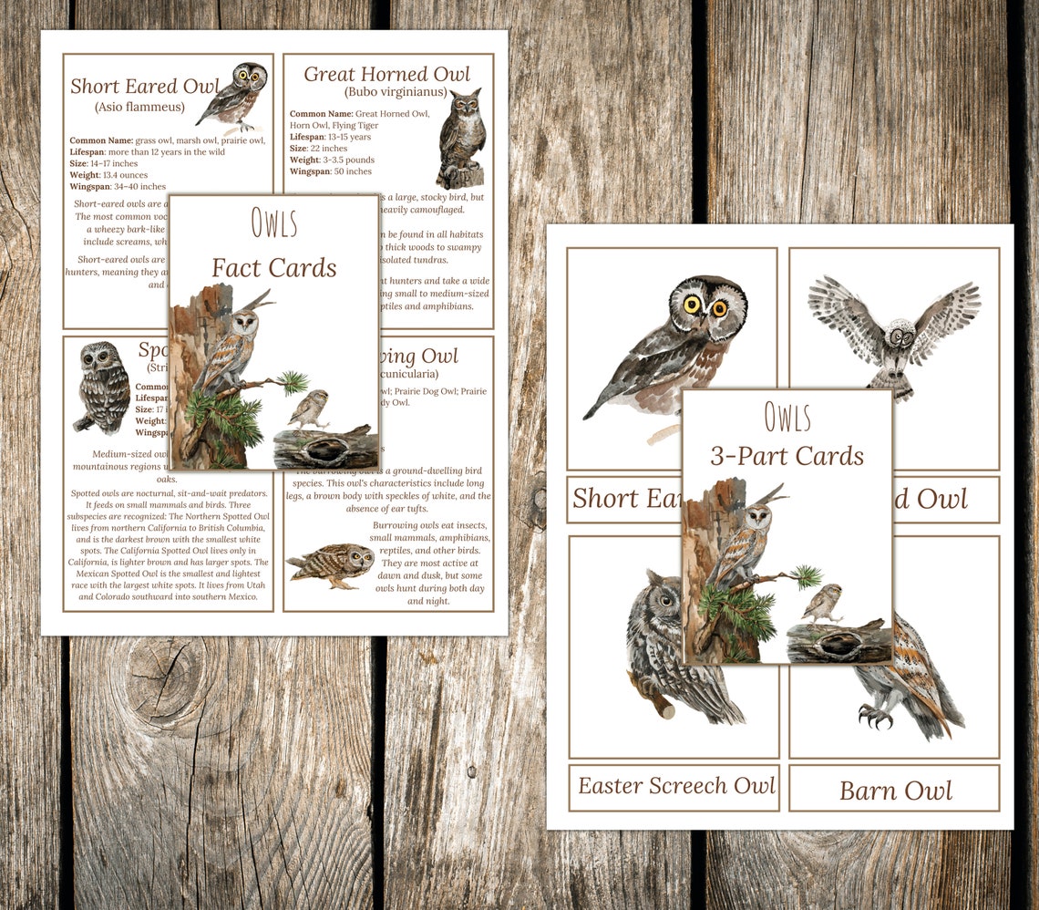 OWLS Unit Study Life Cycle Anatomy Nature Study Science - Etsy