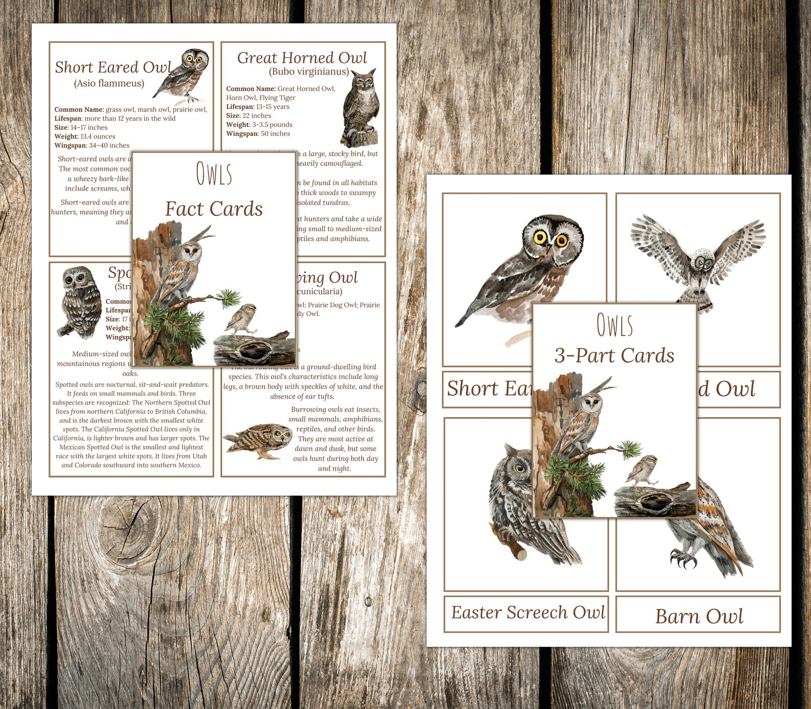OWLS Unit Study Life Cycle Anatomy Nature Study Science - Etsy