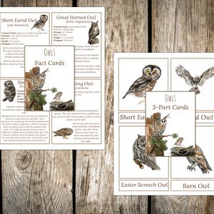OWLS Unit Study, Life Cycle, Anatomy, Nature Study, Science ...