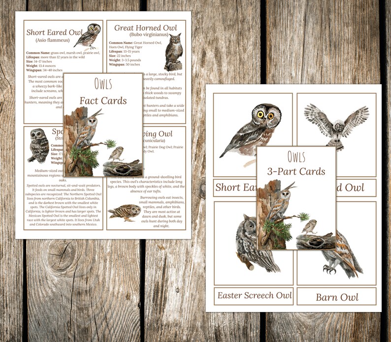 OWLS Unit Study Life Cycle Anatomy Nature Study Science - Etsy