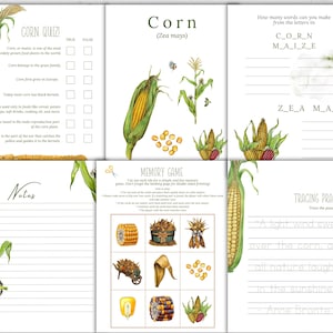 Corn Unit Study: Life Cycle, Anatomy, Homeschool Printable (instant ...