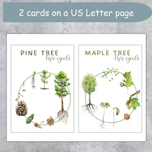 Life Cycle Printable 5x7" Flashcards. Montessori, Instant Download - Etsy