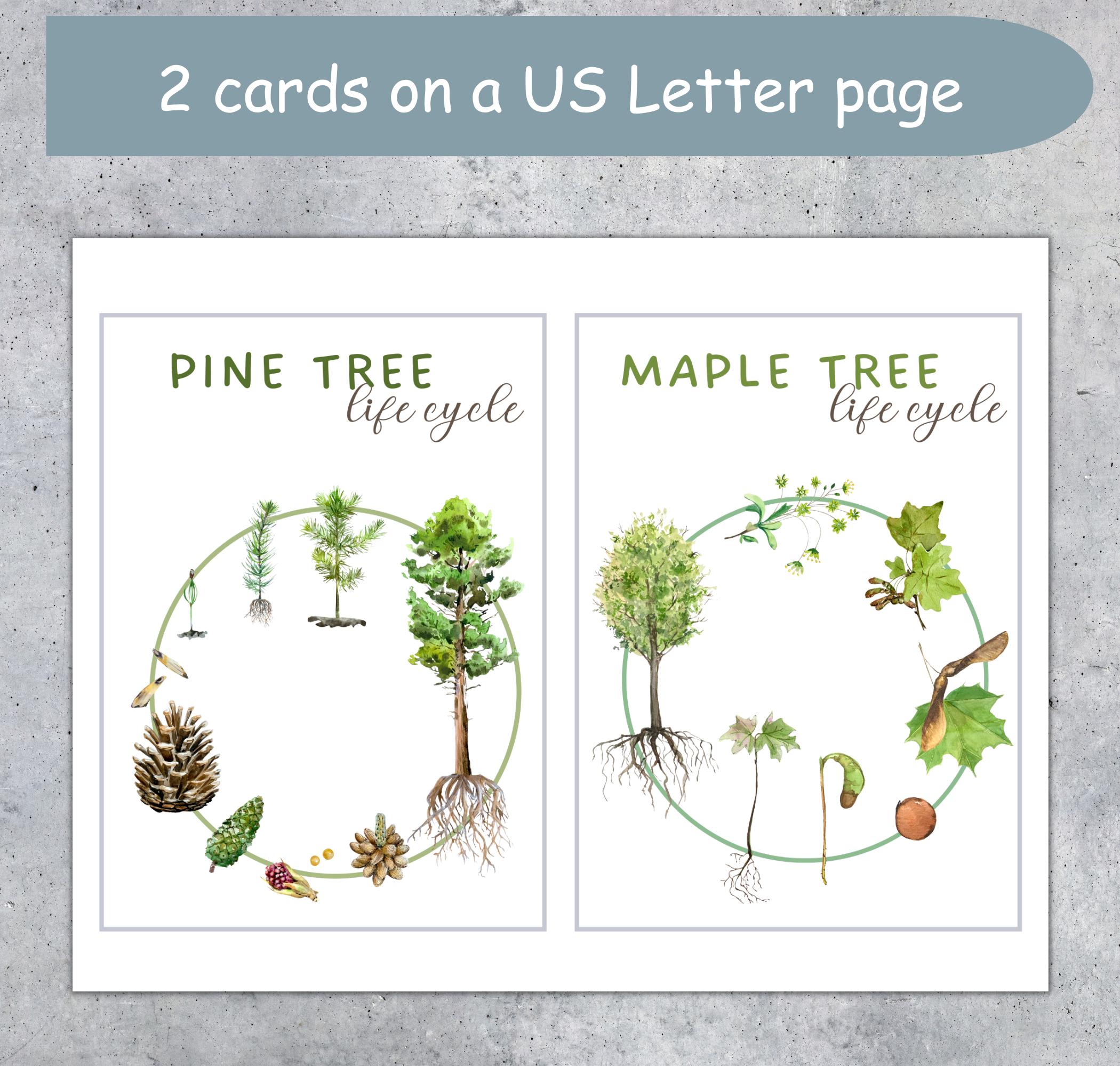 Life Cycle Printable 5x7" Flashcards. Montessori, Instant Download - Etsy
