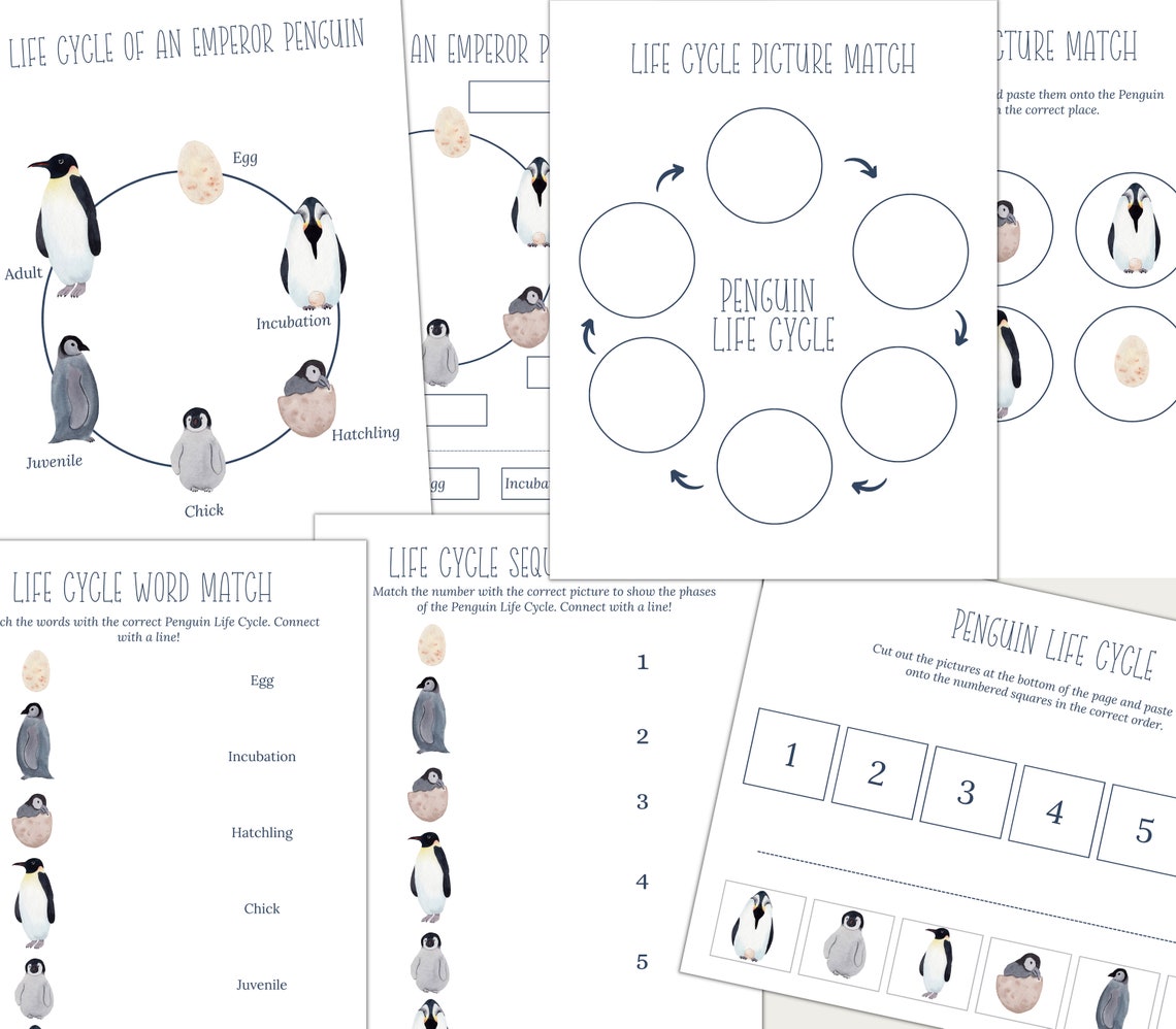 PENGUINS Unit Study Life Cycle Anatomy Nature Study - Etsy