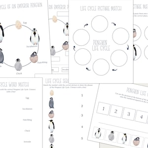 PENGUINS Unit Study, Life Cycle, Anatomy, Nature Study, Science ...