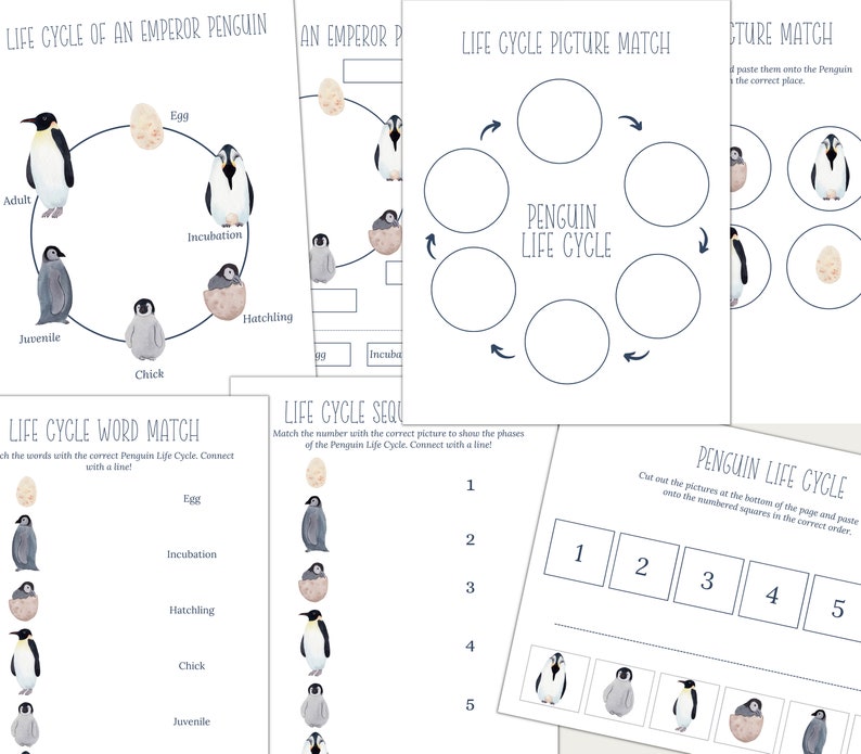 PENGUINS Unit Study Life Cycle Anatomy Nature Study - Etsy