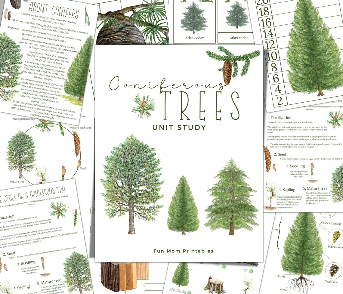 Trees Unit Study Bundle: Deciduous, Coniferous, Oak (instant Download ...