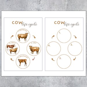 FARM ANIMALS Life Cycle Printable 5x7 Flashcards and Matching ...